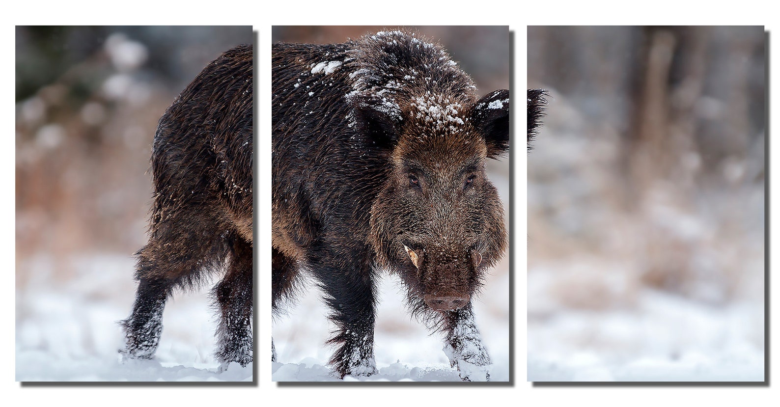 Metal Prints Wild Boar Hog Wall Art Photography 3 Panel | Etsy