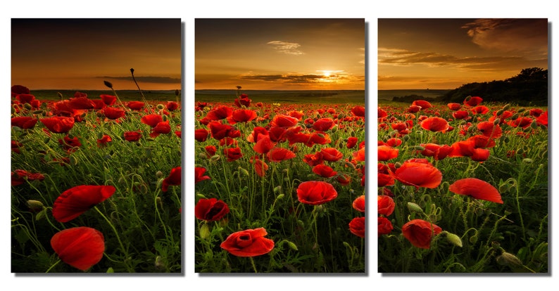 Metal Print - Red Poppy Field at Sunset - 3 Panel Split (triptych ...