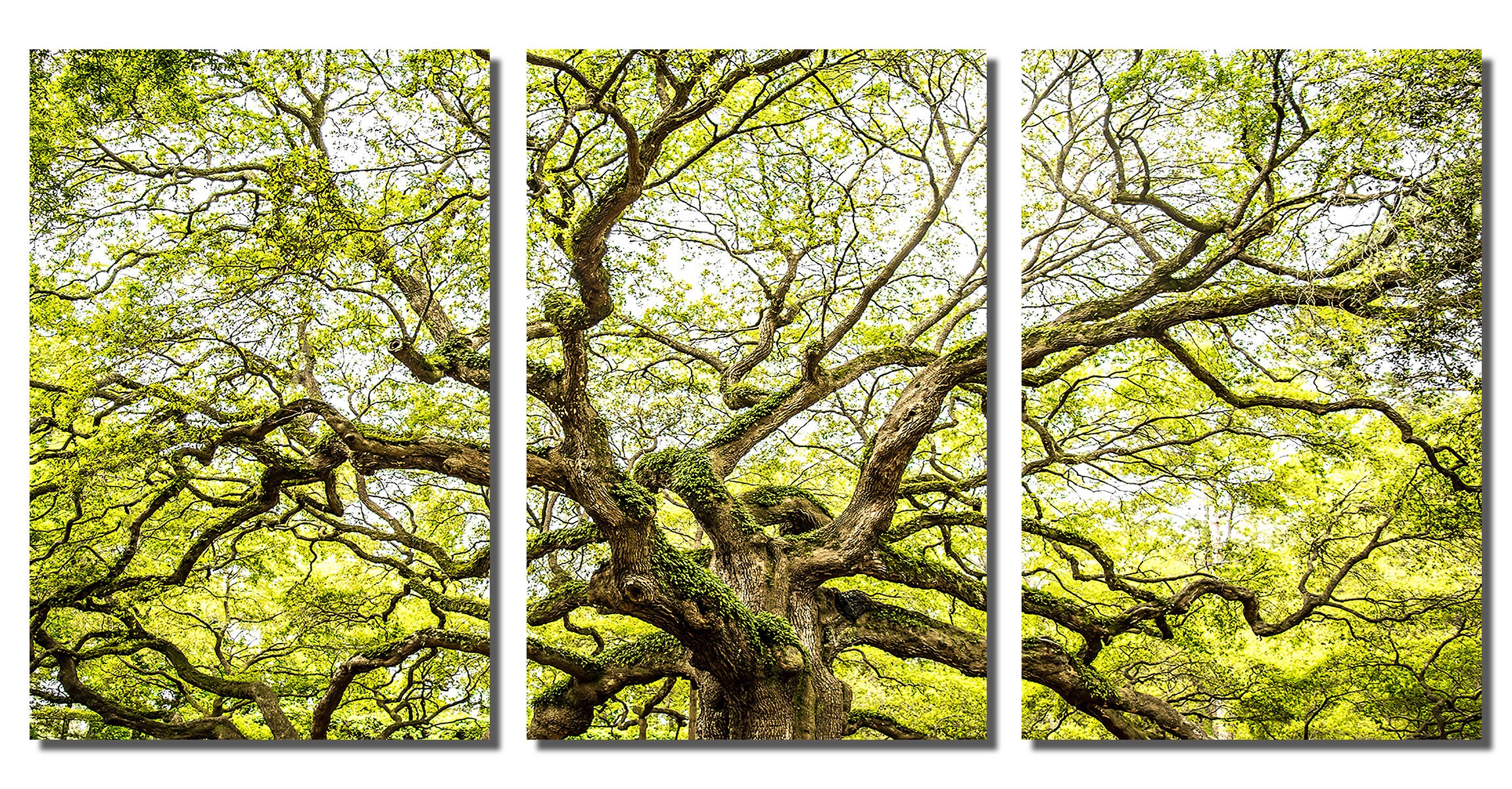 Metal Prints Angel Oak Tree Wall Art Green 3 Panel Split - Etsy