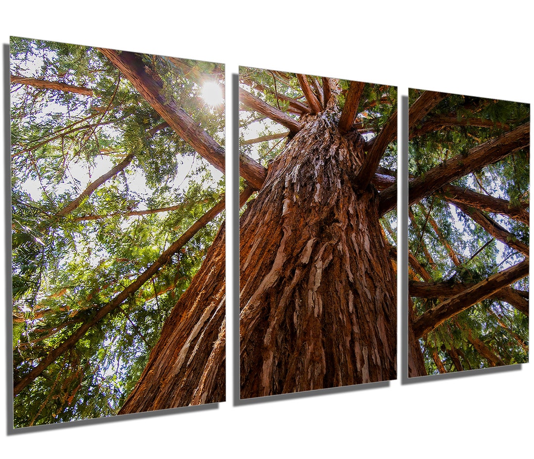 Metal Prints - Sequoia Redwood Tree Bark - 3 Panel Split, Triptych ...