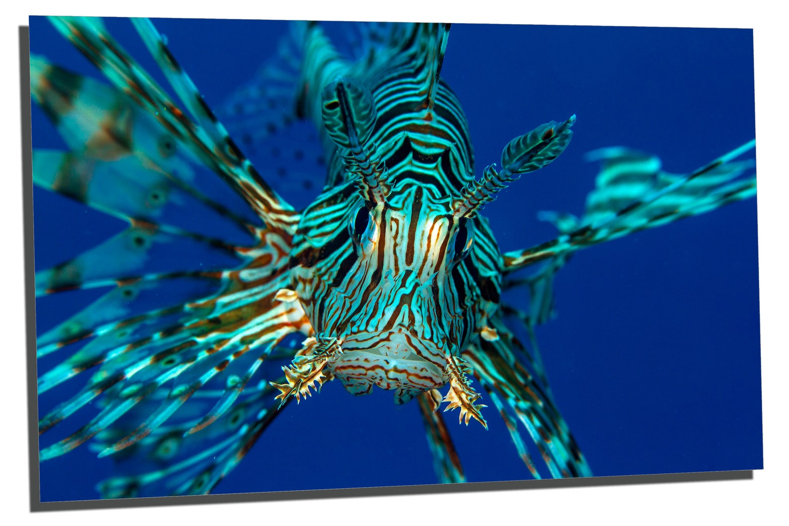 Metal Print - Red Sea Lionfish Wall Art Closeup - 3 Panel Split ...