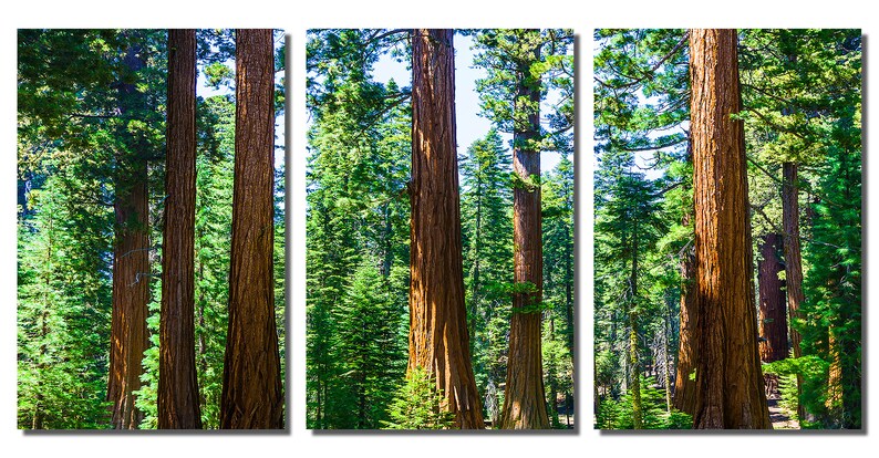 Metal Print Big Sequoia Trees in National Park Forest Wall - Etsy
