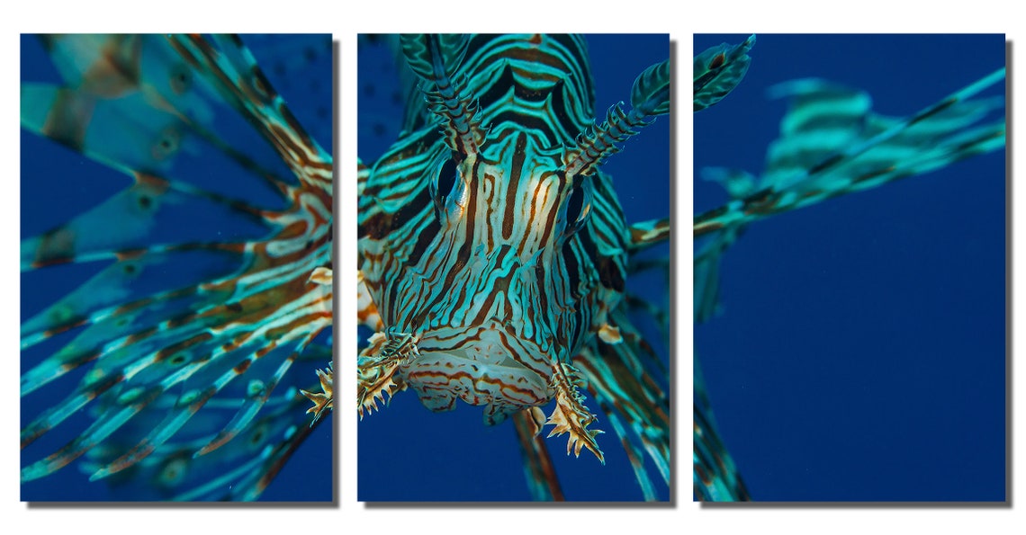 Metal Print Red Sea Lionfish Wall Art Closeup 3 Panel - Etsy
