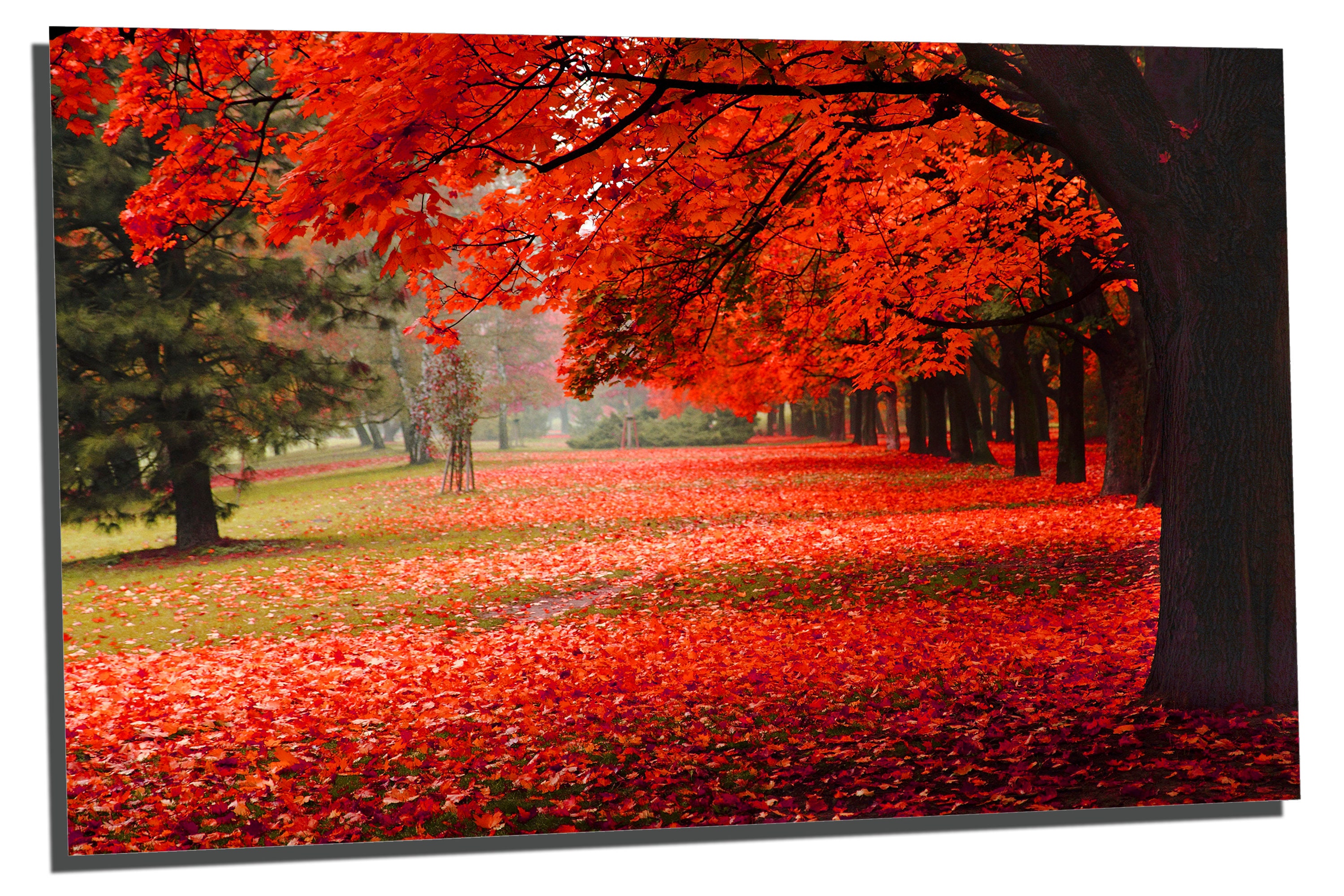 Metal Print Red Autumn in the Park 3 Panel Split Triptych - Etsy