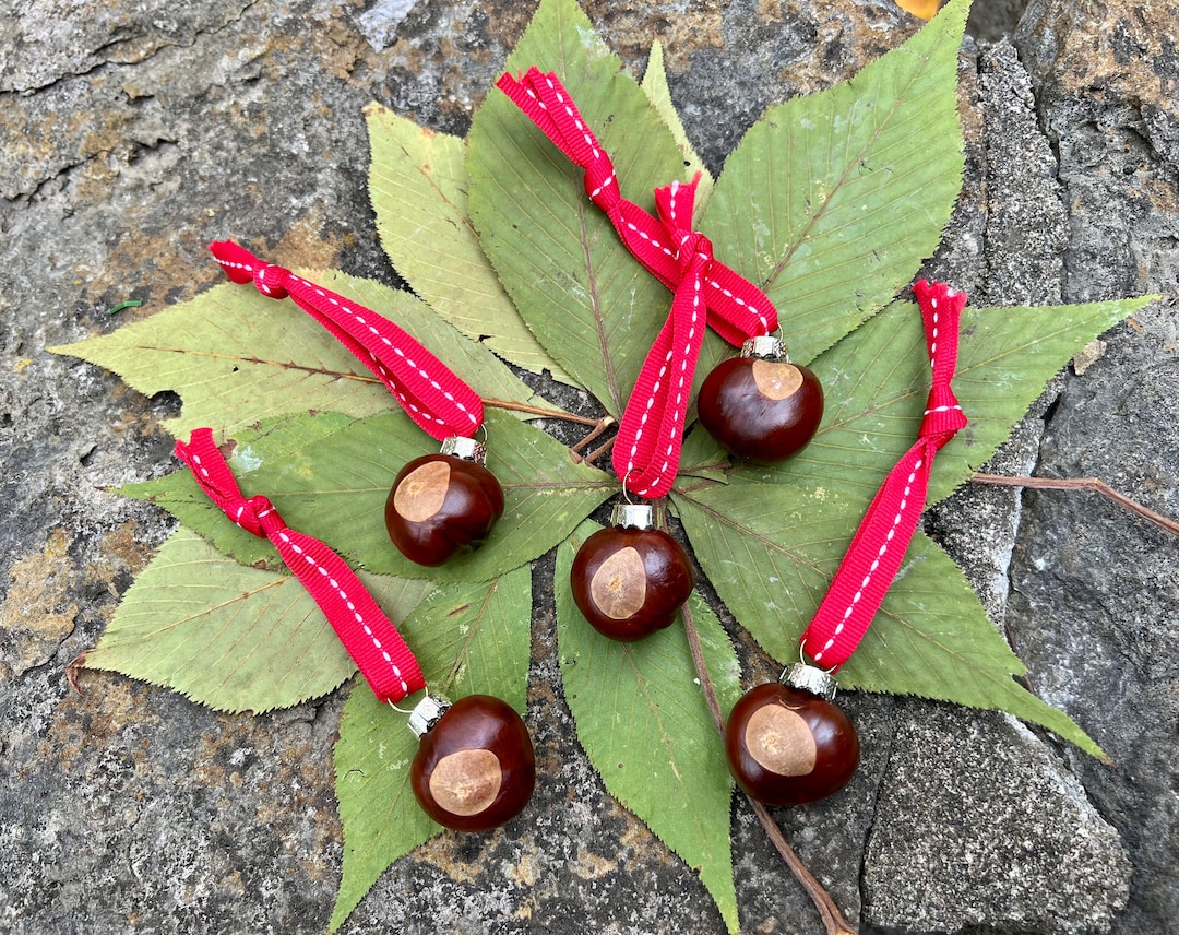 5 Real Buckeye Ornaments, Holiday, Christmas, Ohio, Buckeye Fan,ohio ...