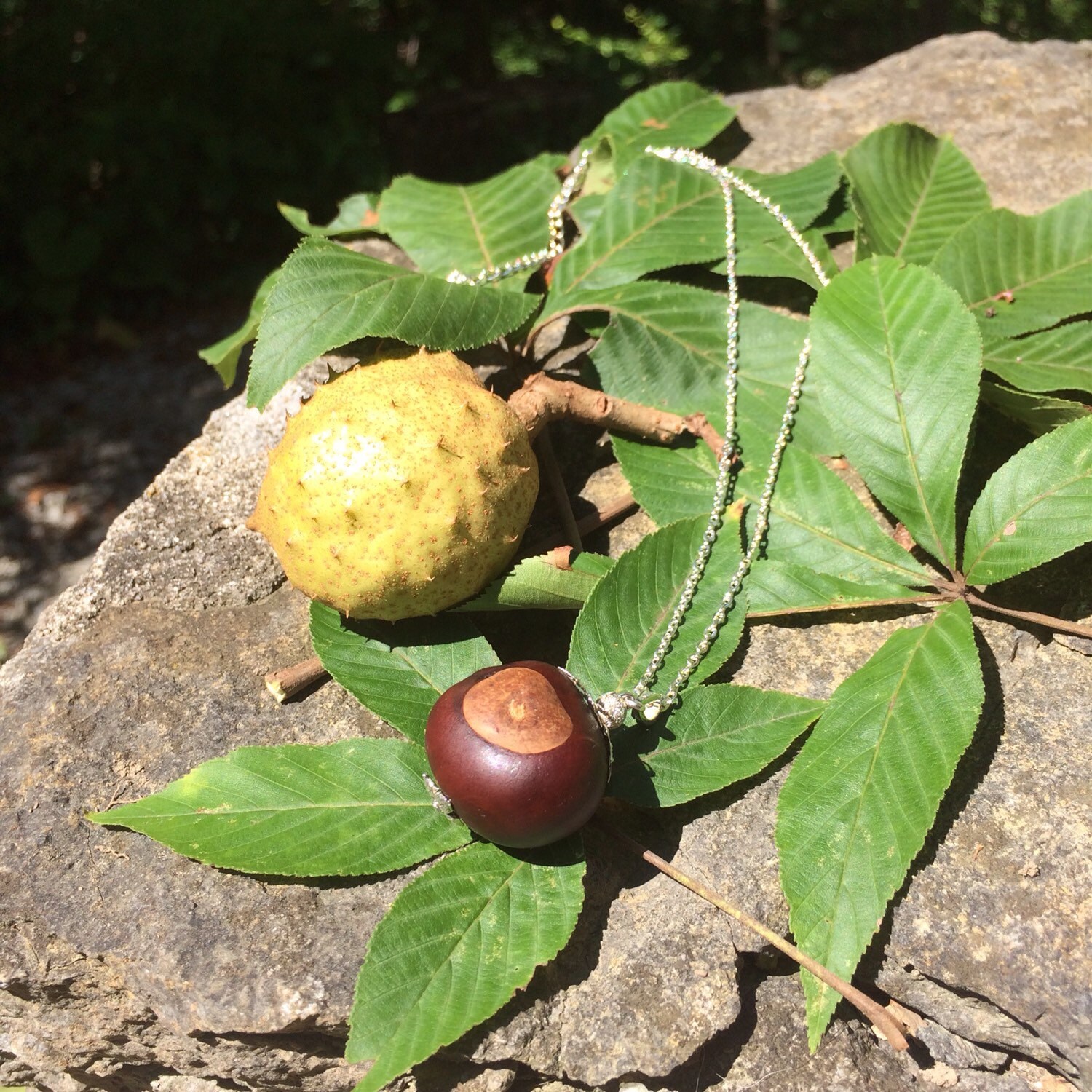 Buckeye Necklace Real, Beautiful, Simple,cured Buckeye Necklace/pendant ...