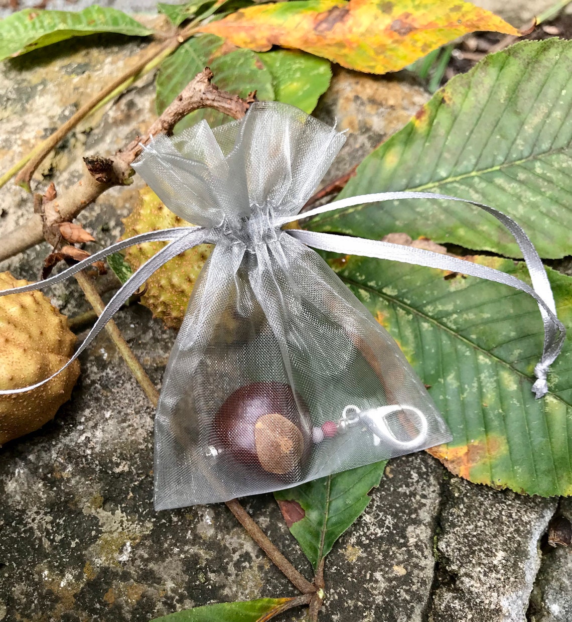 Buckeye Charm, Real,simple,cured Buckeye Charm/zipper Pull/pendant ...