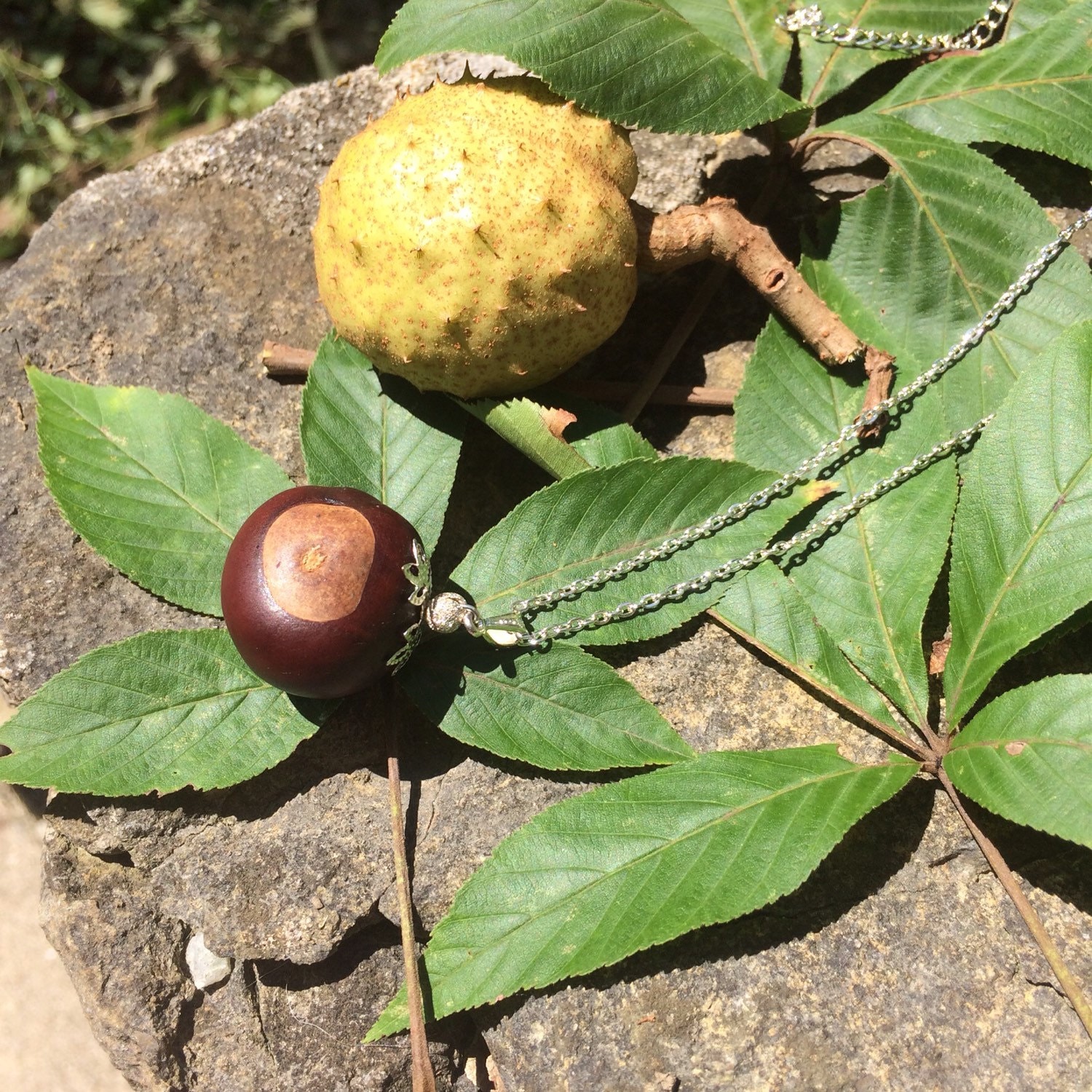 Buckeye Necklace Real, Beautiful, Simple,cured Buckeye Necklace/pendant ...
