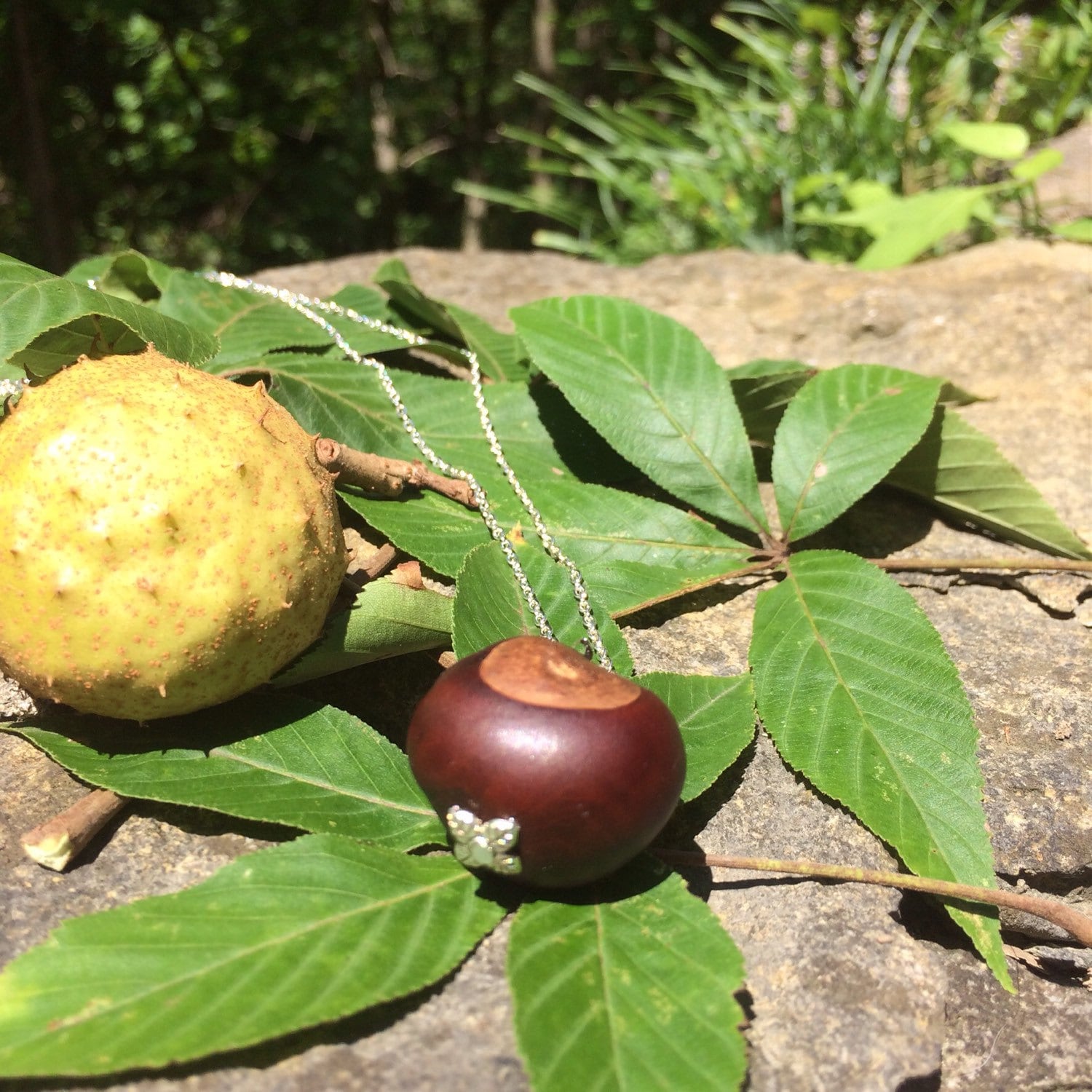 Buckeye Necklace Real, Beautiful, Simple,cured Buckeye Necklace/pendant ...
