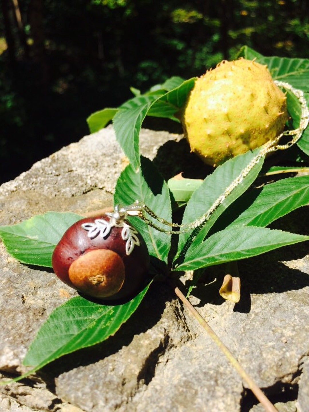 Real, Beautiful, Simple, Cured Buckeye Necklace/pendant/buckeye Fan ...
