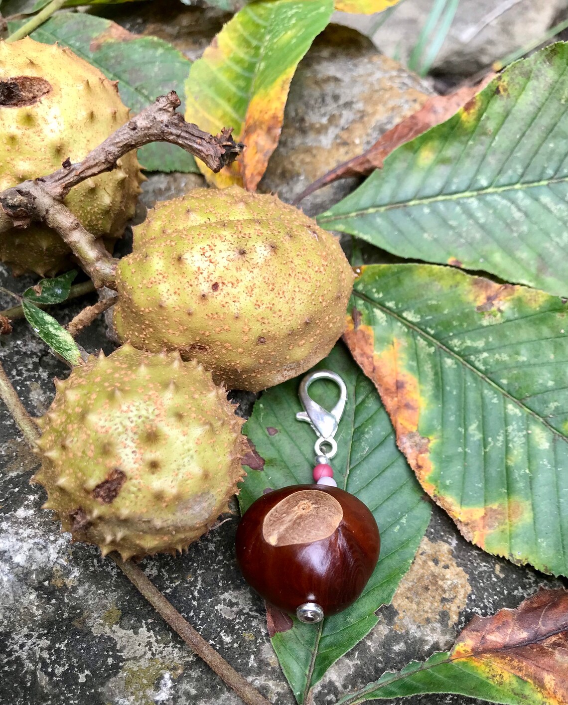 Buckeye Charm, Real,simple,cured Buckeye Charm/zipper Pull/pendant ...