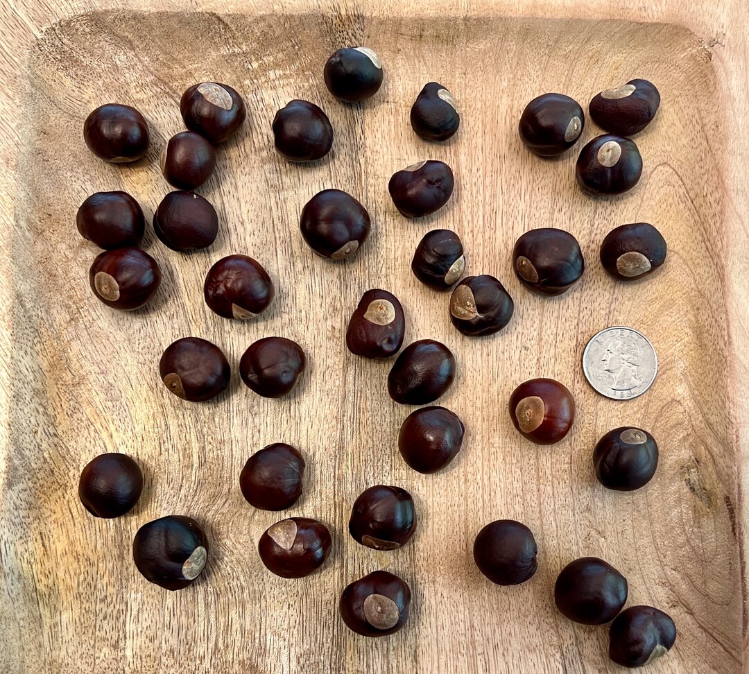 35 MINI 2024 Ohio Buckeyes. Cleaned and Cured. Free Shipping in ...