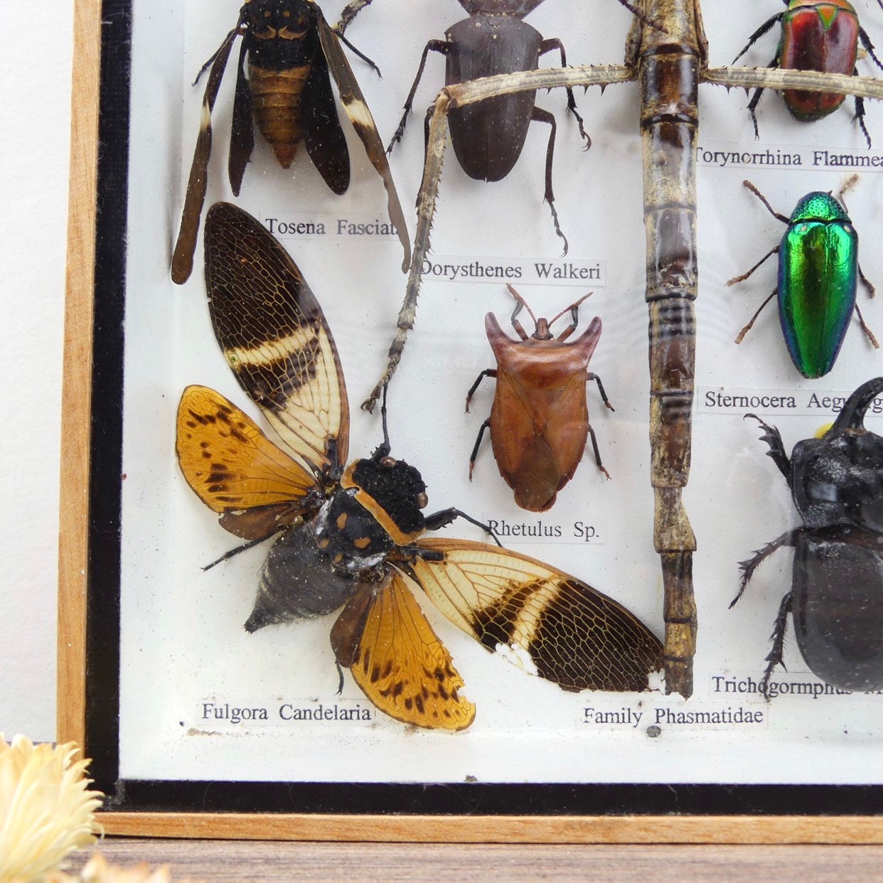 Frame insects curiosity cabinet