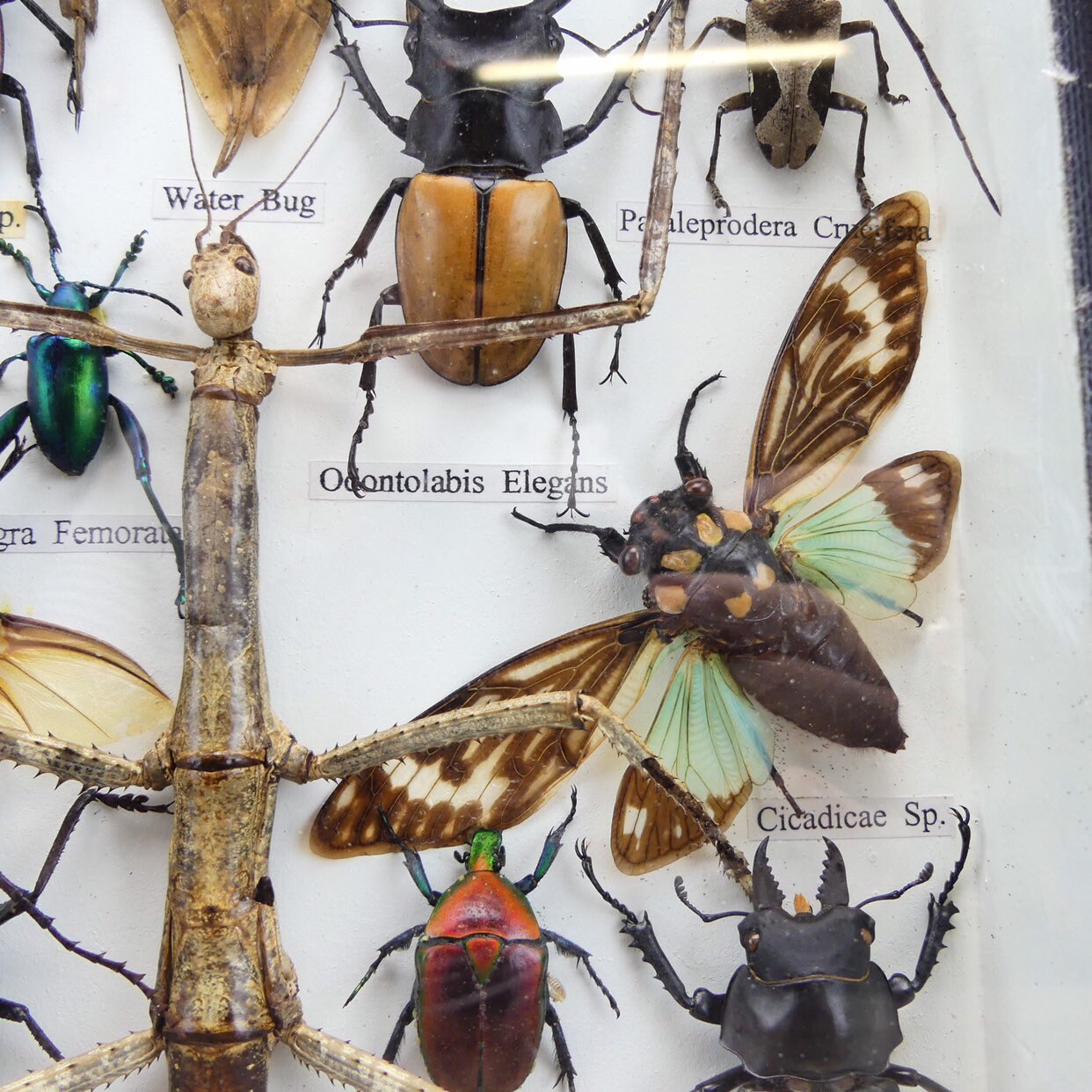 Frame insects curiosity cabinet