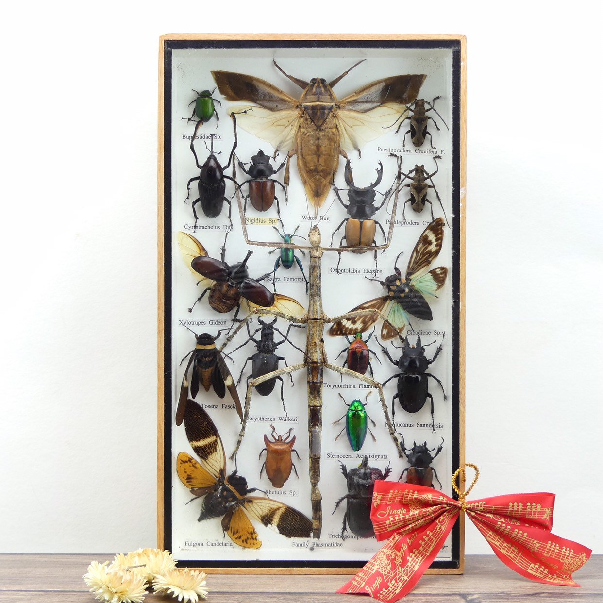 Frame insects curiosity cabinet