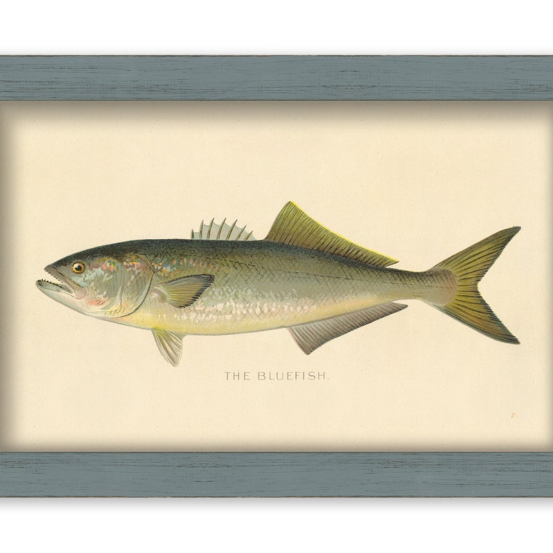 Antique Fish Print - Etsy