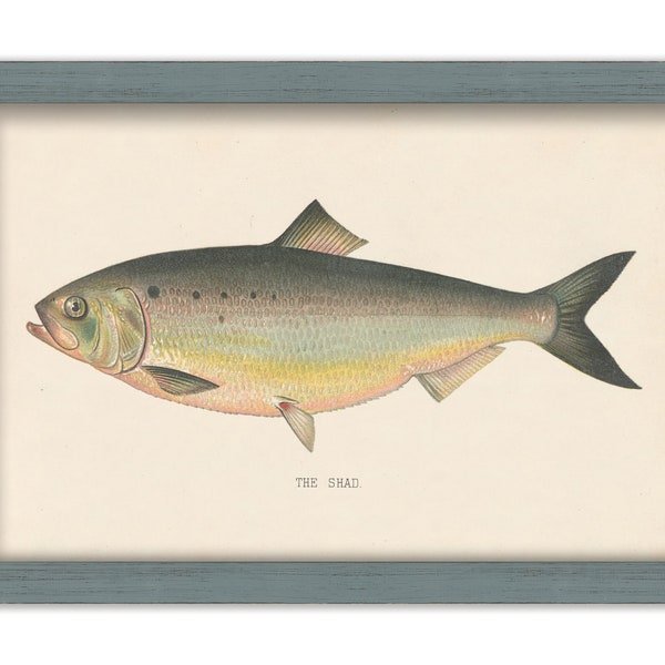 Shad Print - Etsy