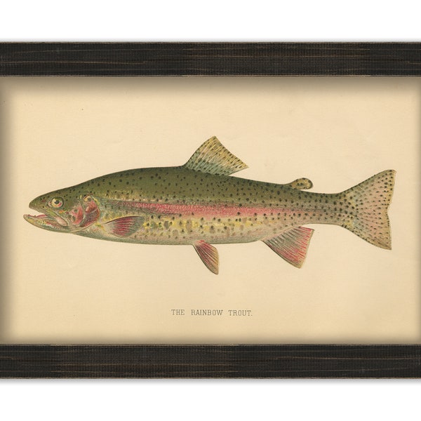 Rainbow Trout Art - Etsy