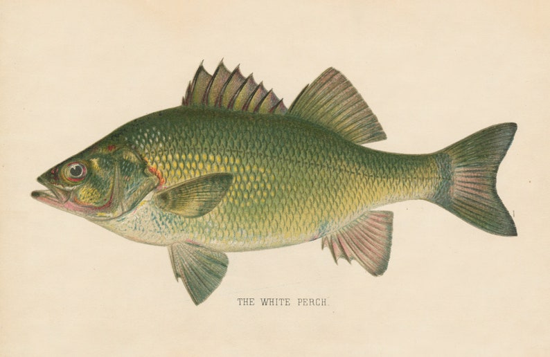 WHITE PERCH PRINT by S. F. Denton - Etsy