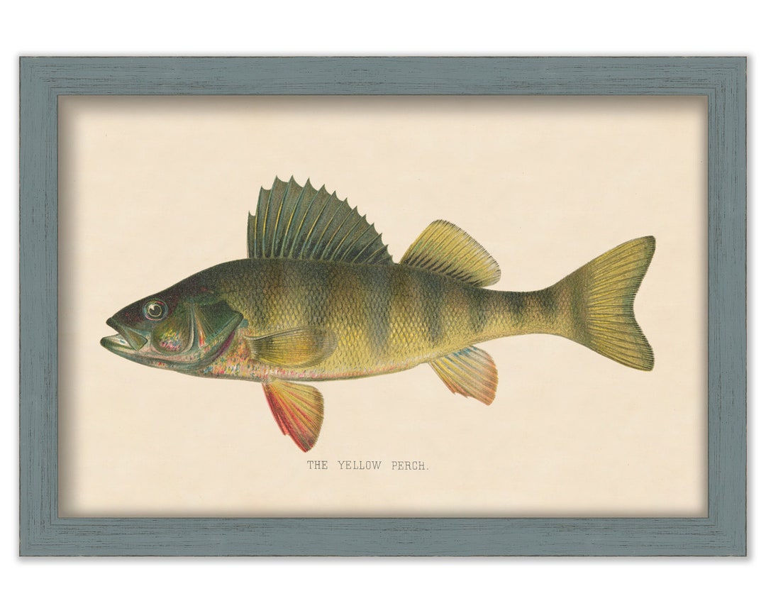 YELLOW PERCH PRINT by S. F. Denton - Etsy