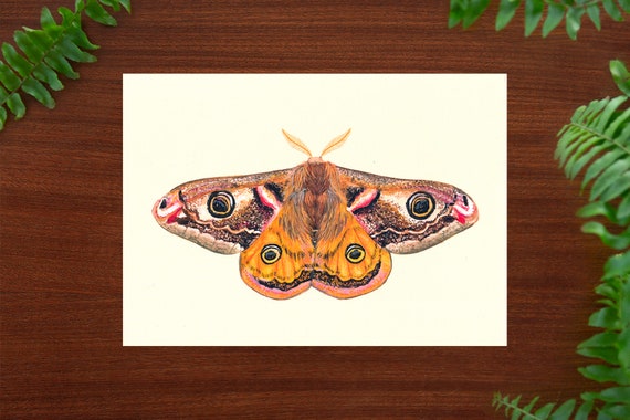 Emperor Moth Illustration Art Print // A5 5.8 X | Etsy