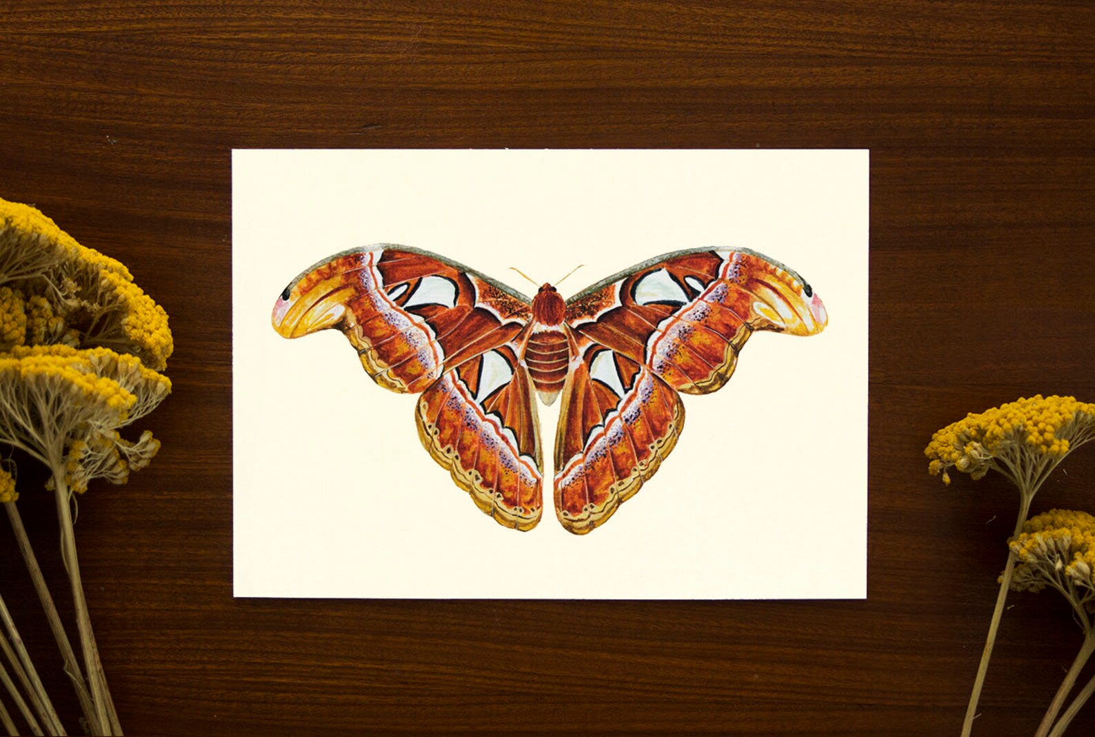 Atlas Moth Illustration Art Print // A5 5.8 X - Etsy Ireland