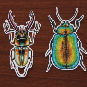 Beetles // Vinyl Sticker Pack - Etsy