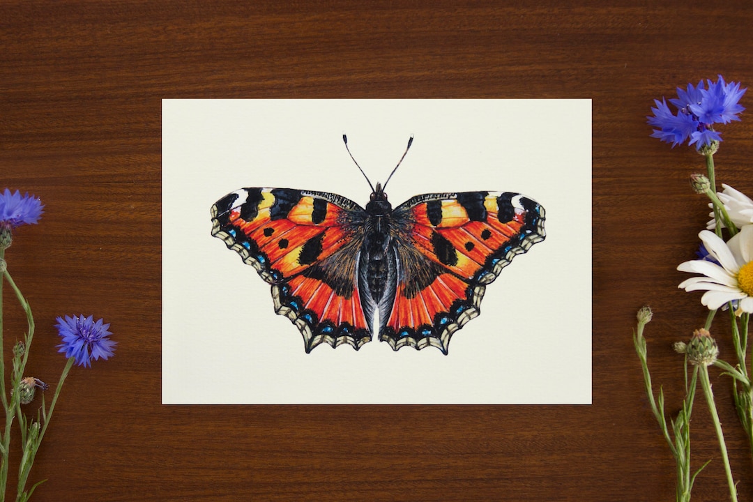 Butterfly (small Tortoiseshell) Illustration // Postcard Sized - A6, 4. ...