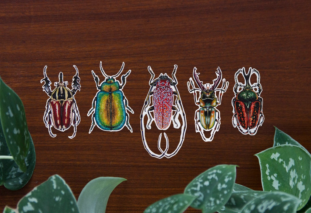 Beetles // Vinyl Sticker Pack - Etsy