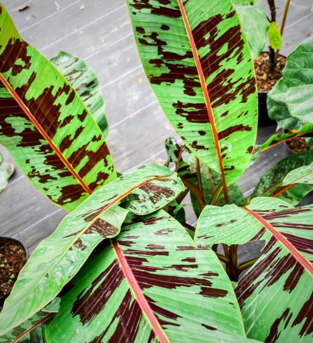 Musa Zebrina Rojo Banana Plant – Red Striped Ornamental Tropical ...