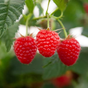 2 Nantahala Raspberry Plants – Rare, Large Red Raspberries – Live ...
