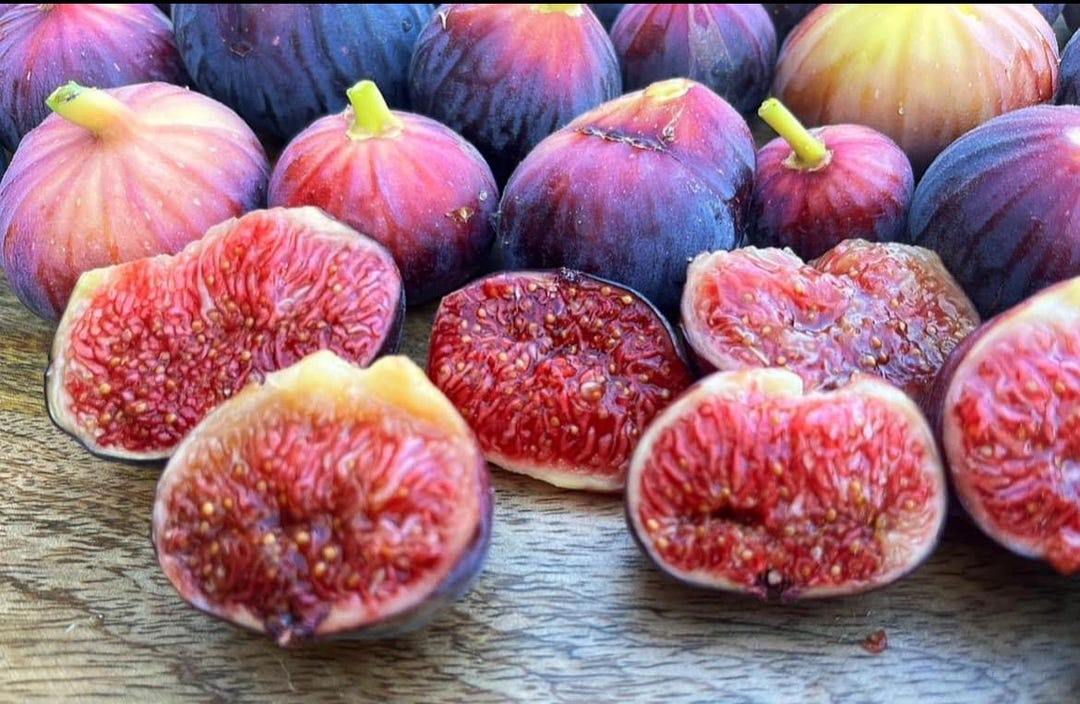 Fignomenal Fig Tree Variety – Lowest Price on Etsy! - Etsy