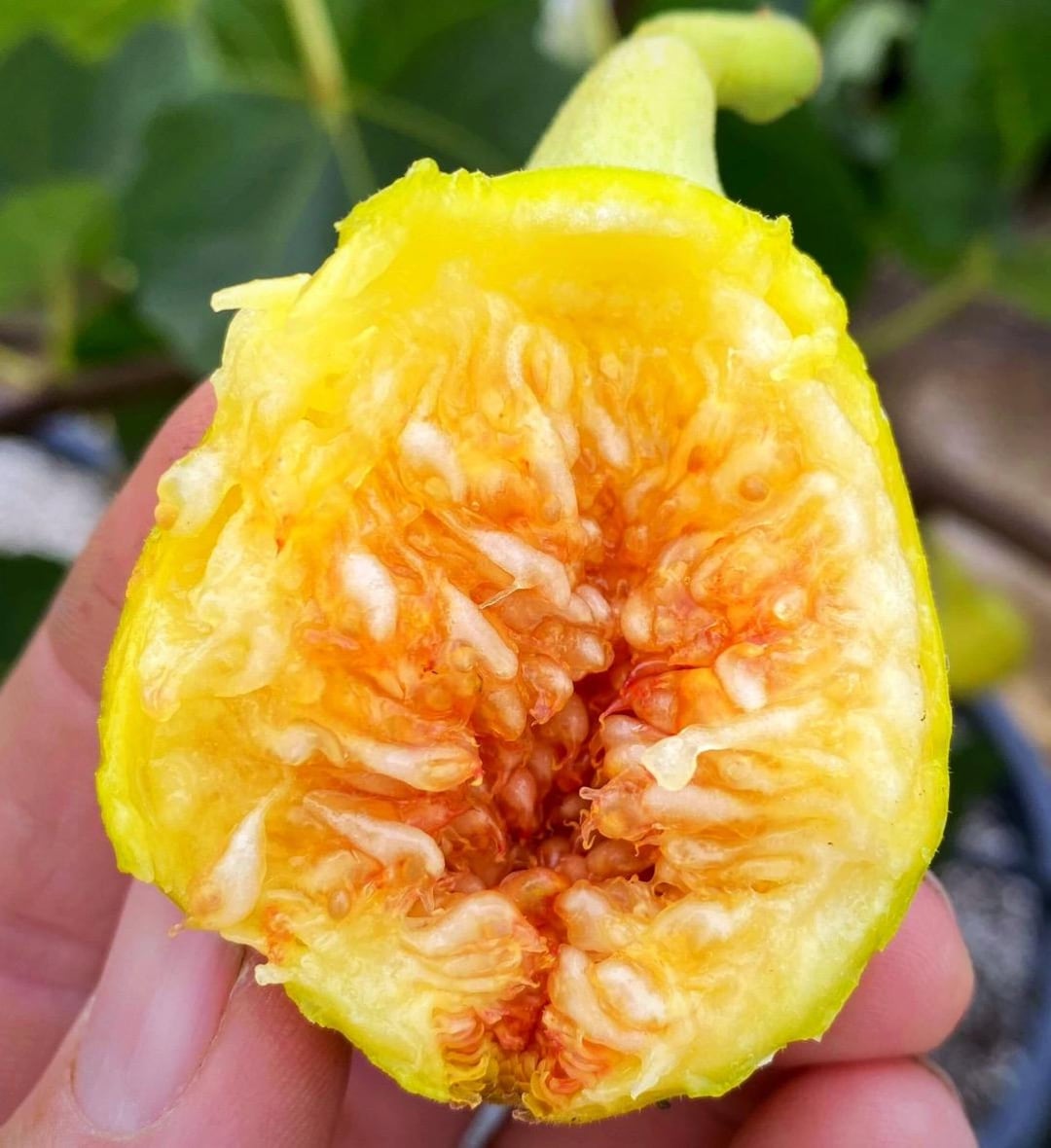Yellow Long Neck Fig Tree Starter – Large Sweet Honey Figs, Zones 7–10 ...