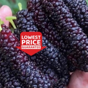 Pakistan Mulberry Tree — 1 Live Starter Plant, Exotic Fruit, Self ...