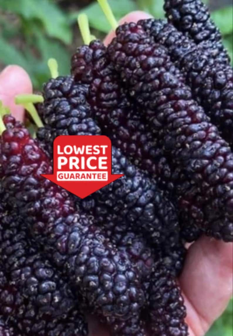 Pakistan Mulberry Tree — 1 Live Starter Plant, Exotic Fruit, Self ...