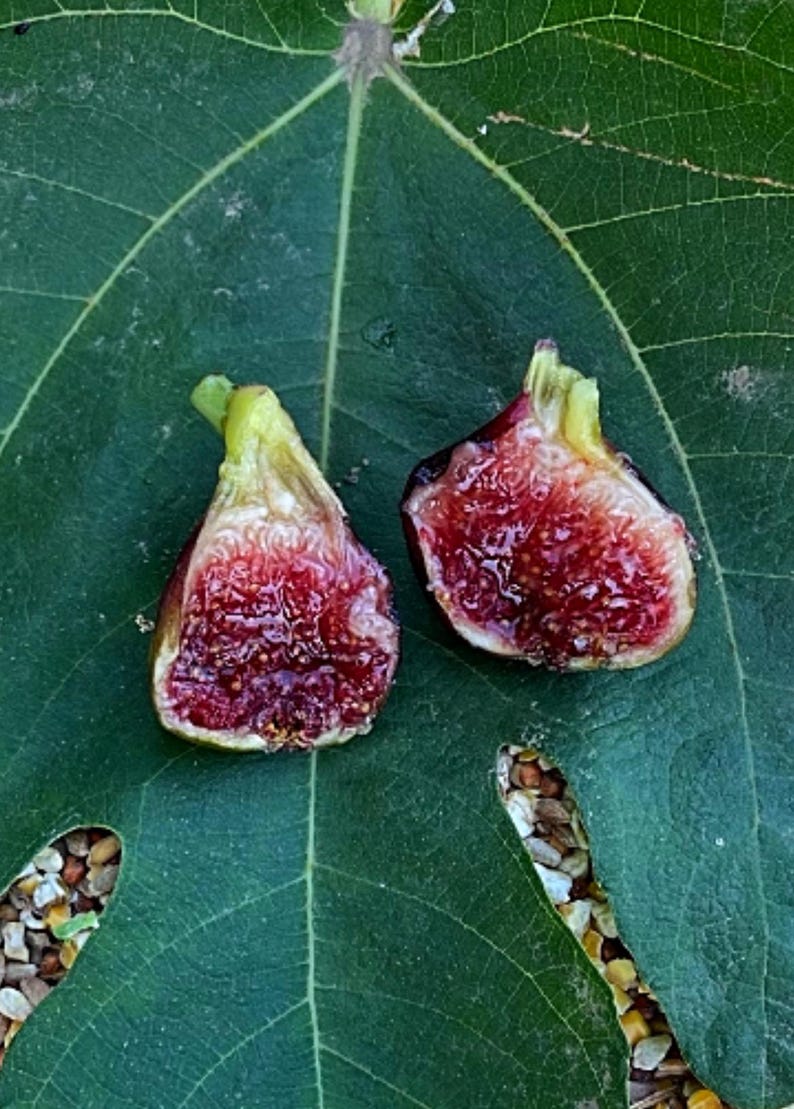 Fig Tree Variety Pack (3 Plants) – Fignomenal, Yellow Long Neck & Black ...