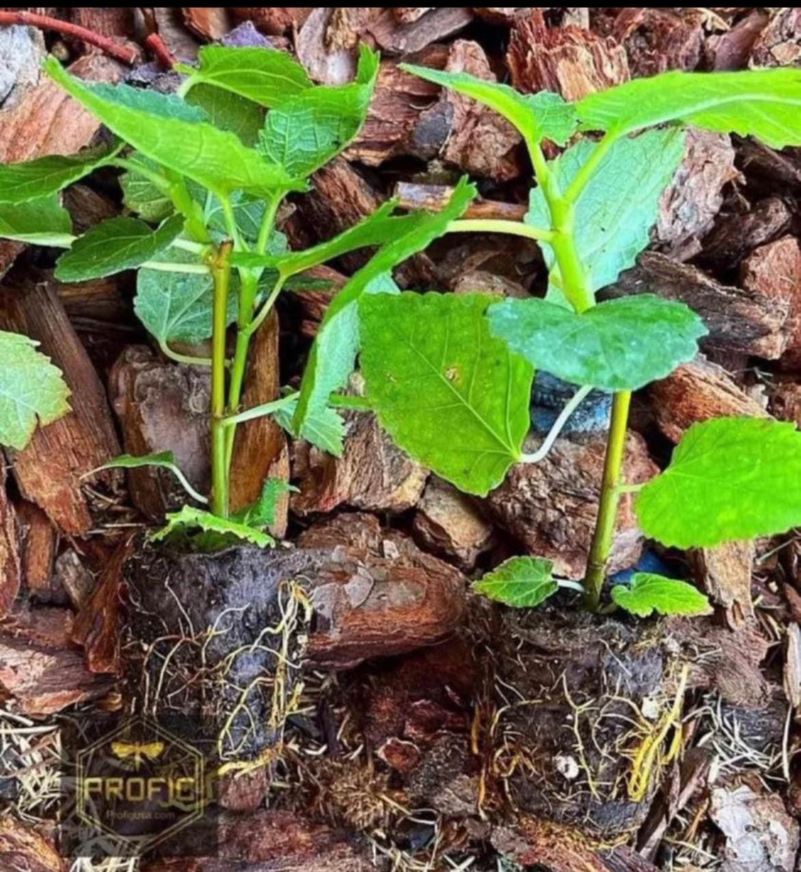 Brown Turkey Fig Tree – Cold-hardy & Productive | One Live Plant ...