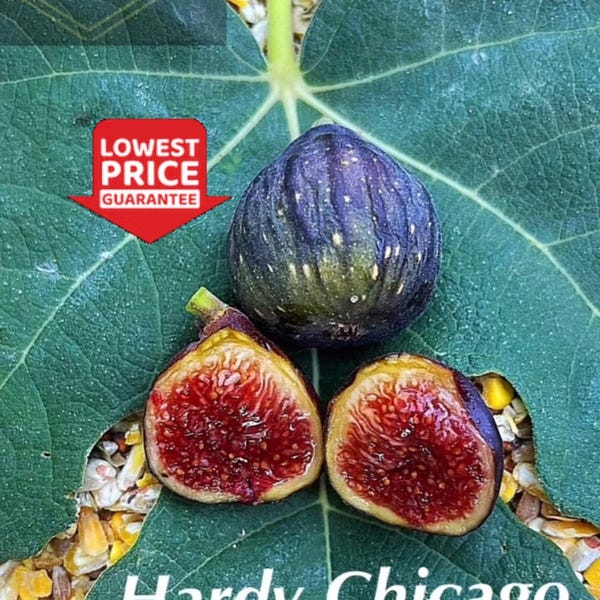 Fig Seeds for Plant - Etsy