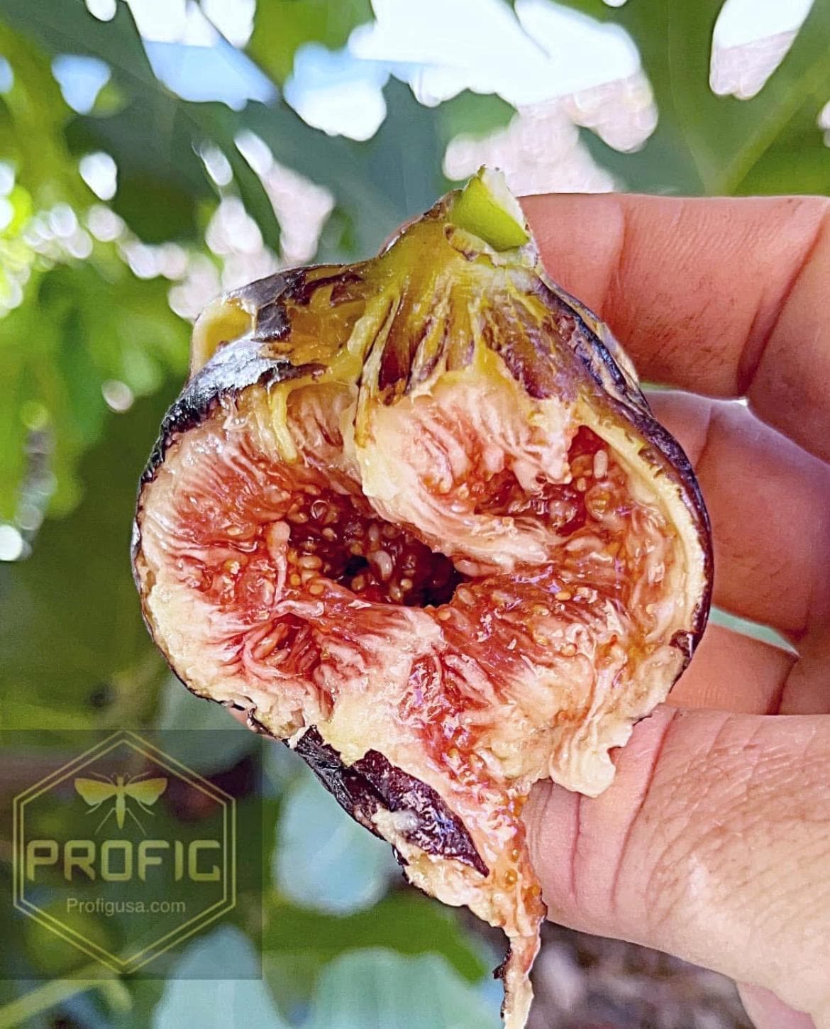 Brown Turkey Fig Tree – Cold-hardy & Productive | One Live Plant ...