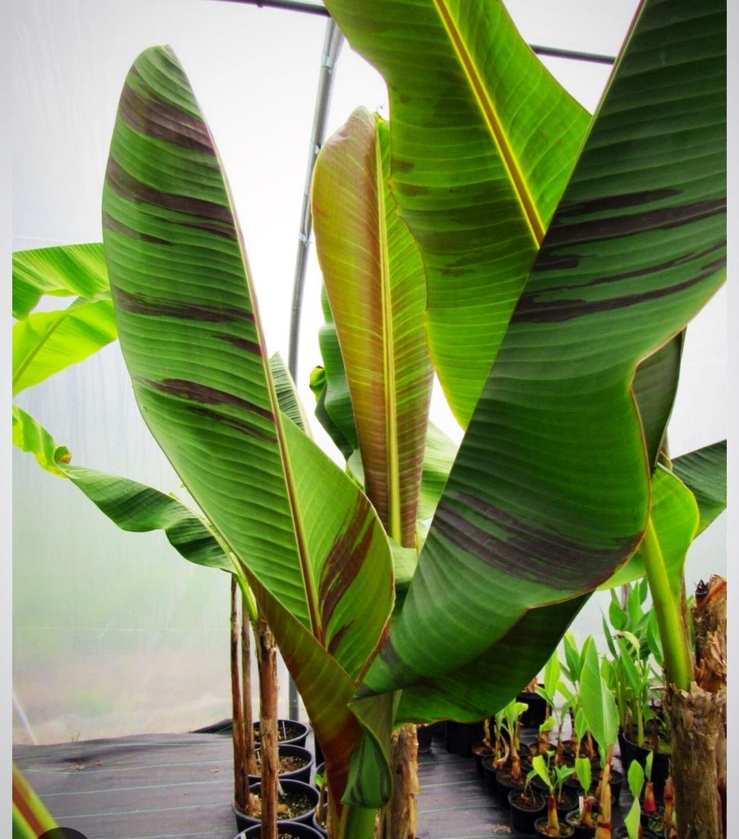 Rare Bordelone Banana Plant: Edible French Variety, Live Rooted Plug - Etsy