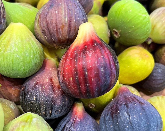 RARE Giant Figtexas Blue Giantthe Largest Fig We've Seen Fruit Plant 2 ...