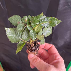 2 Ponca Thornless Blackberry Plants – Sweet Early Berries, Easy Grow ...