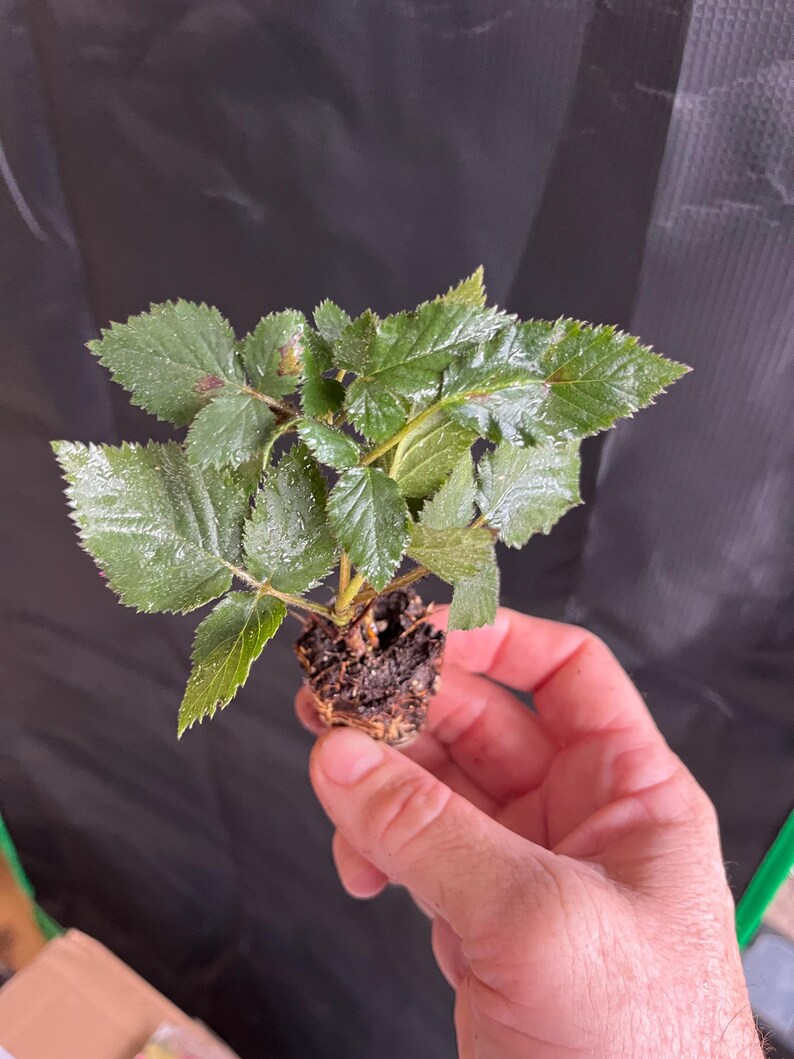 Ponca Thornless Blackberry Plant – Sweet Early Berries – High Yield ...