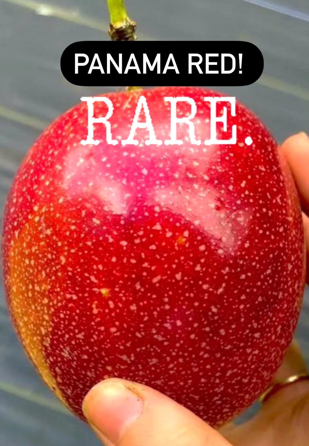 Rare Panama Red Passion Vine – Exotic & Delicious – LIMITED AVAILABILITY! - Etsy