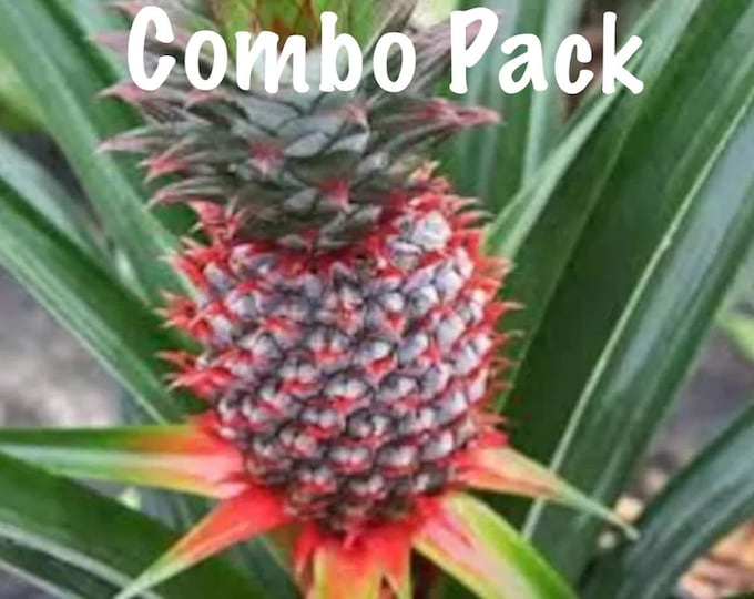 Pineapple Fruit Plant Red Florida Special, Ananas Comosus Live Plant in ...