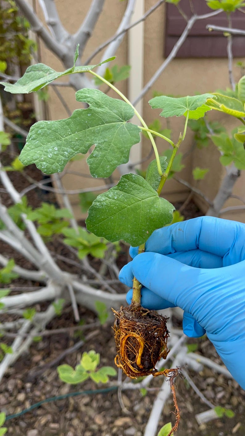 Fig Tree Variety Pack (3 Plants) – Fignomenal, Yellow Long Neck & Black ...