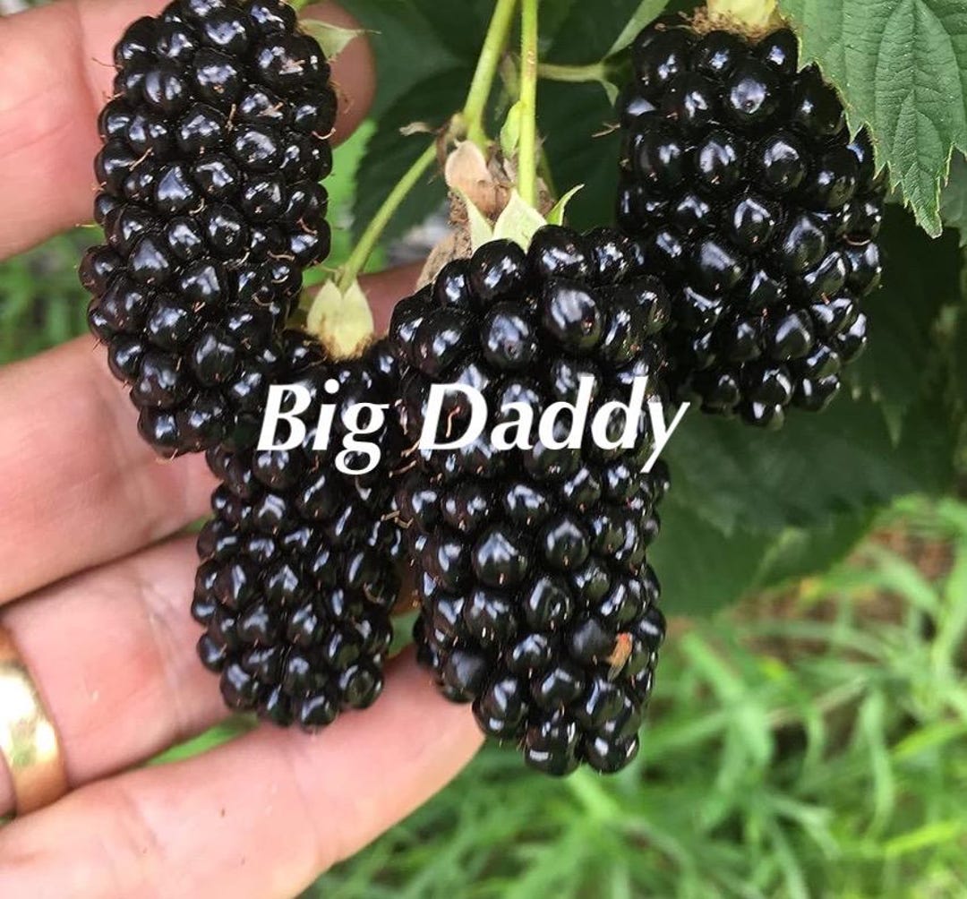 Big Daddy Thornless Blackberry Plants – Huge Sweet Berries, Heavy ...