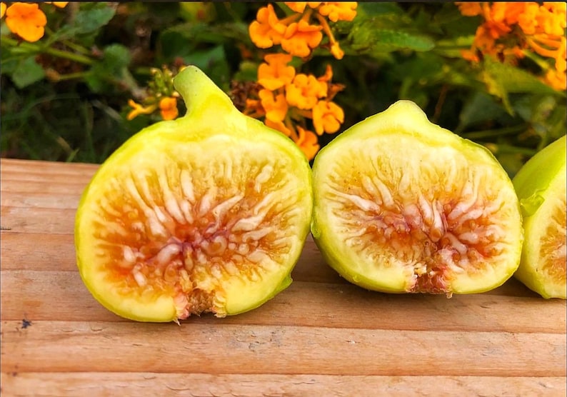 Kadota Fig Tree Starter Plant – Sweet Honey Golden Yellow Fig – Easy ...