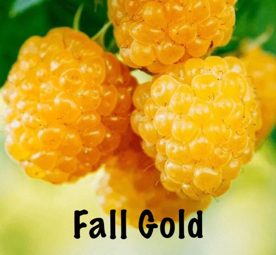 2 Fall Gold Raspberry Plants – Sweet, Yellow Raspberries – Live Plants ...