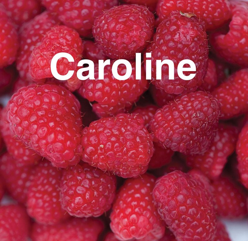 2 Caroline Raspberry Plants – Large Raspberries – Live Plants for Your ...